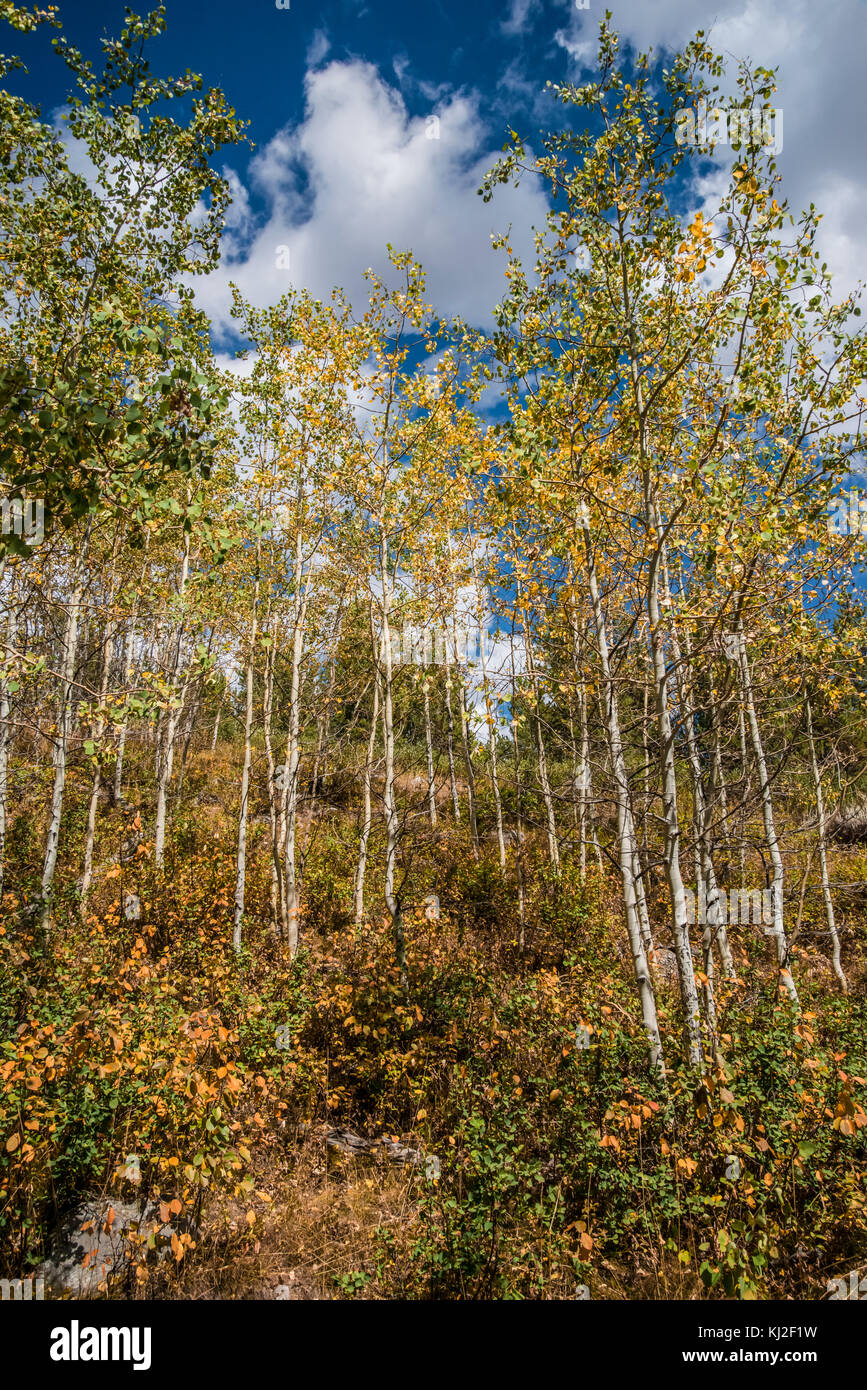 Golden Aspen trees on the trail to Bradley Lake in the Grand Teton ...