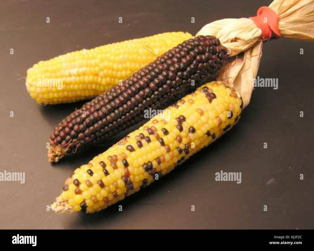 Corn 3different types Stock Photo - Alamy
