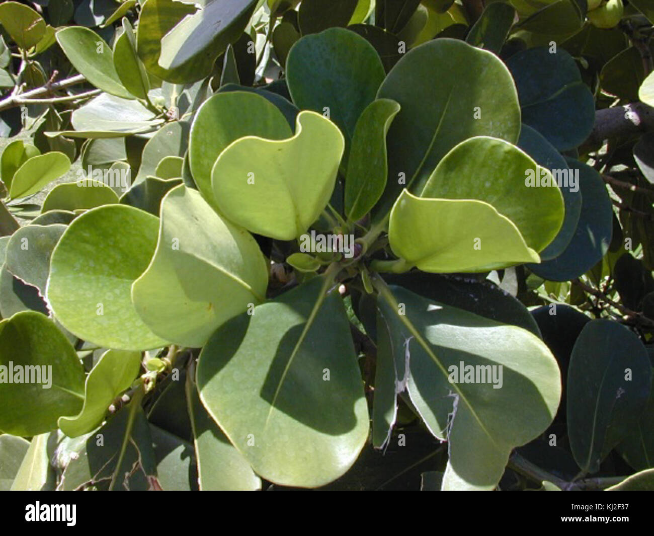 Clusia High Resolution Stock Photography and Images - Alamy