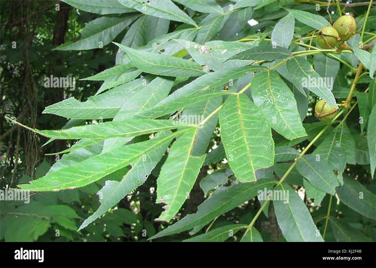 Bitternut hi-res stock photography and images - Alamy