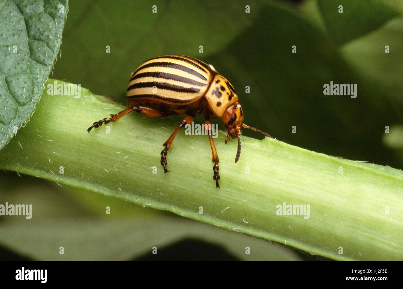 The Colorado potato beetle is an agricultural pest, known for its ...