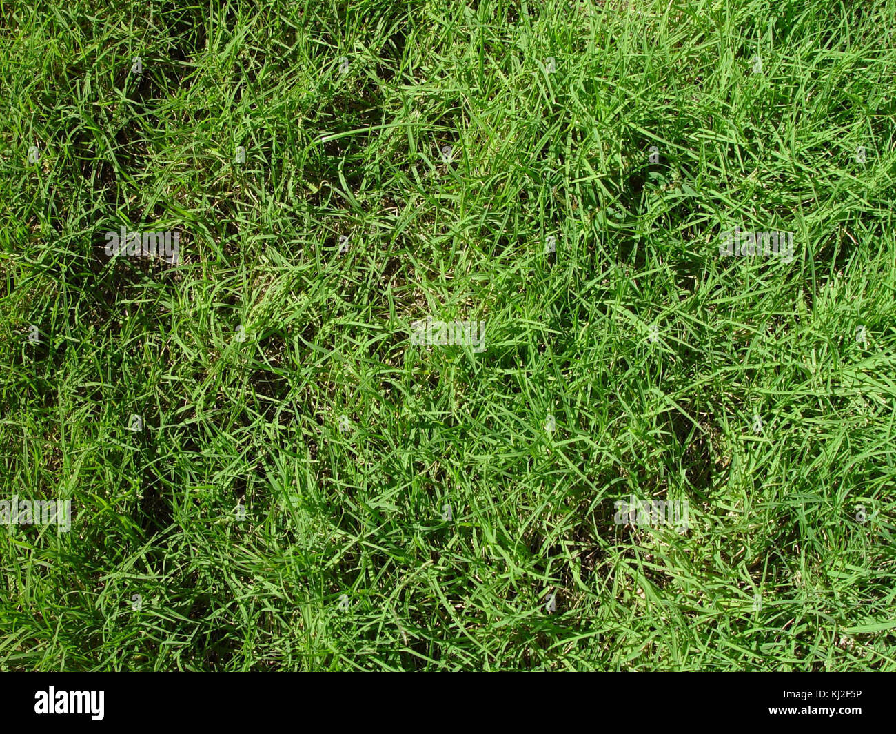 Cooch lawn texture Stock Photo - Alamy