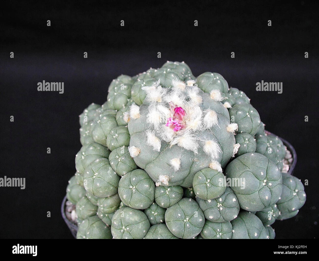 This cactus plant is on the verge of blooming, with buds beginning to ...