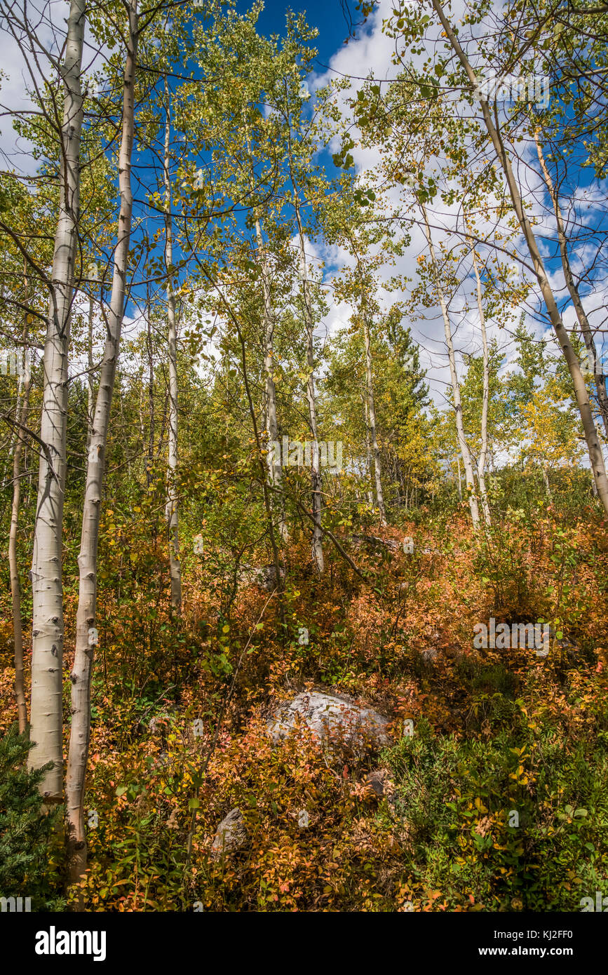 Golden Aspen trees on the trail to Bradley Lake in the Grand Teton ...