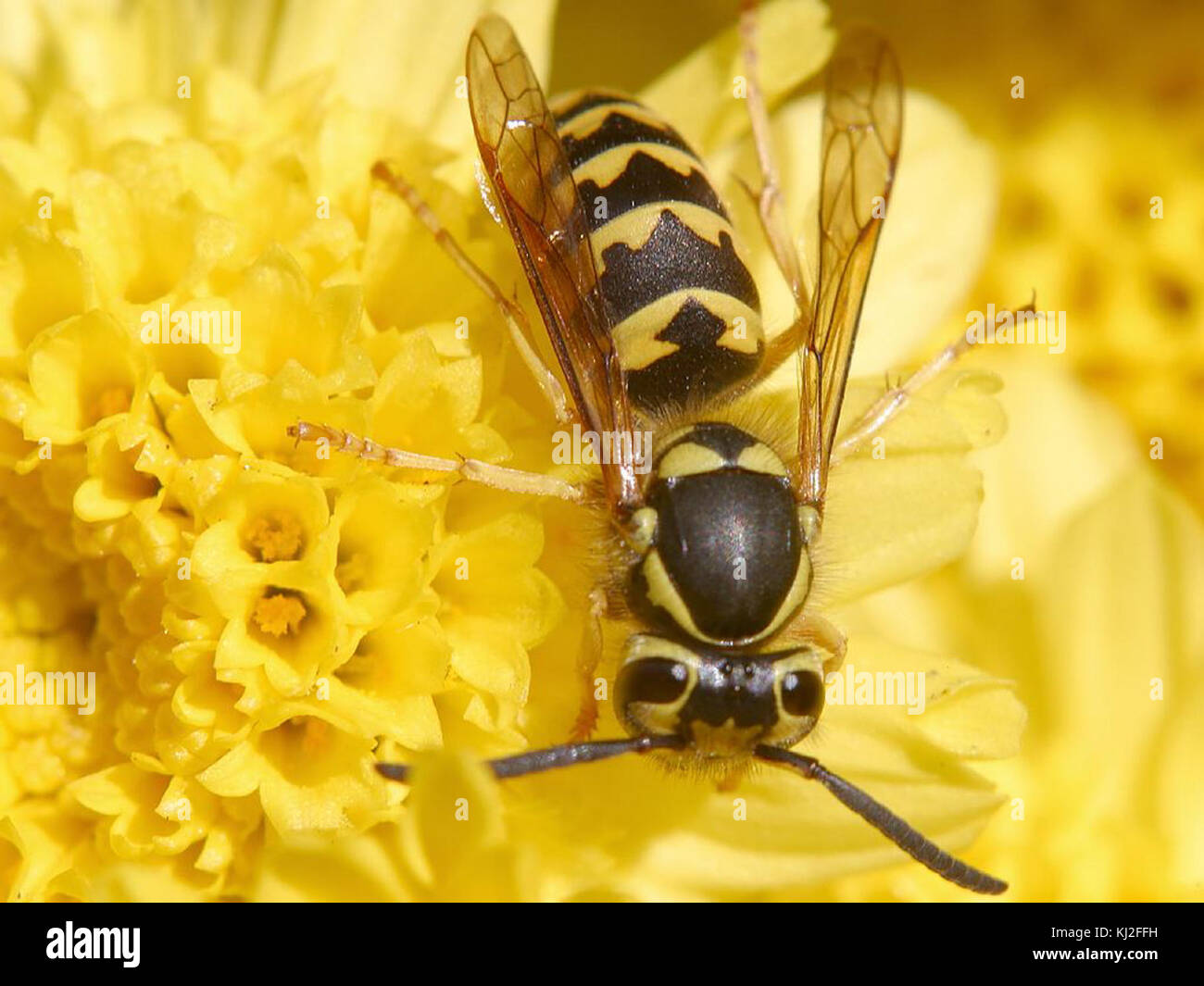 Wespe wasp hi-res stock photography and images - Alamy