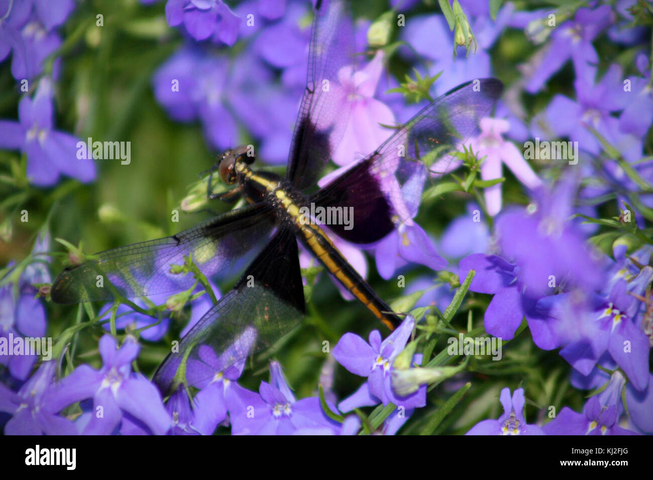 Dragon fly insect Stock Photo - Alamy