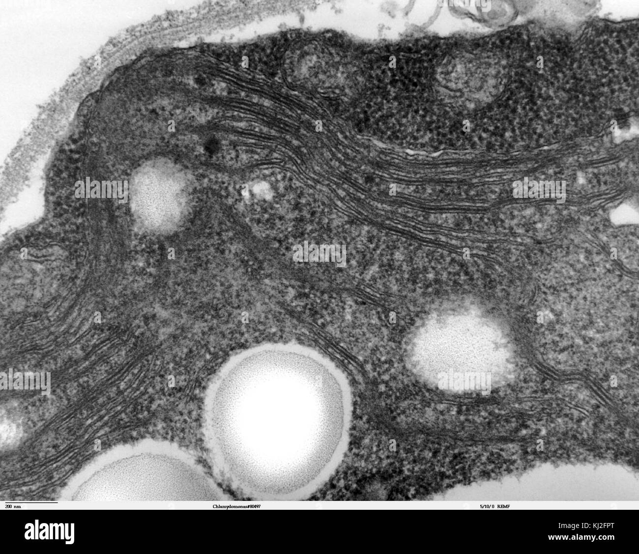 Chlamydomonas Stock Photos & Chlamydomonas Stock Images - Alamy