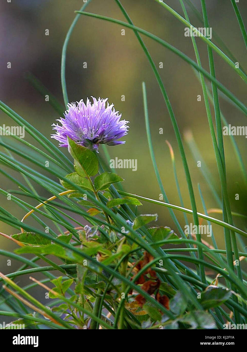Chives blue on grass Stock Photo - Alamy