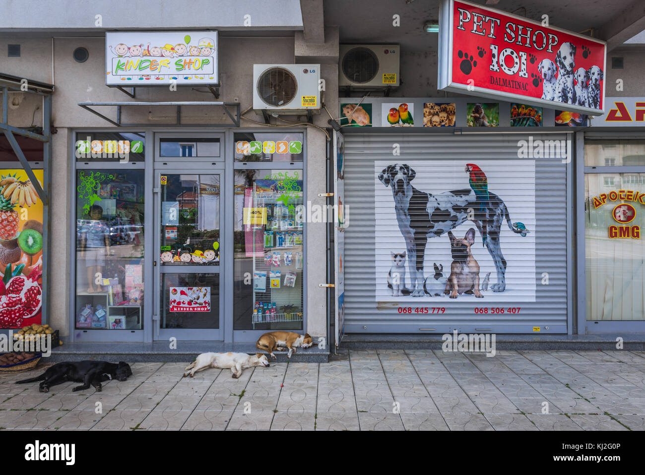 Stray dogs in front of pet shop in Bar coastal town in southern ...
