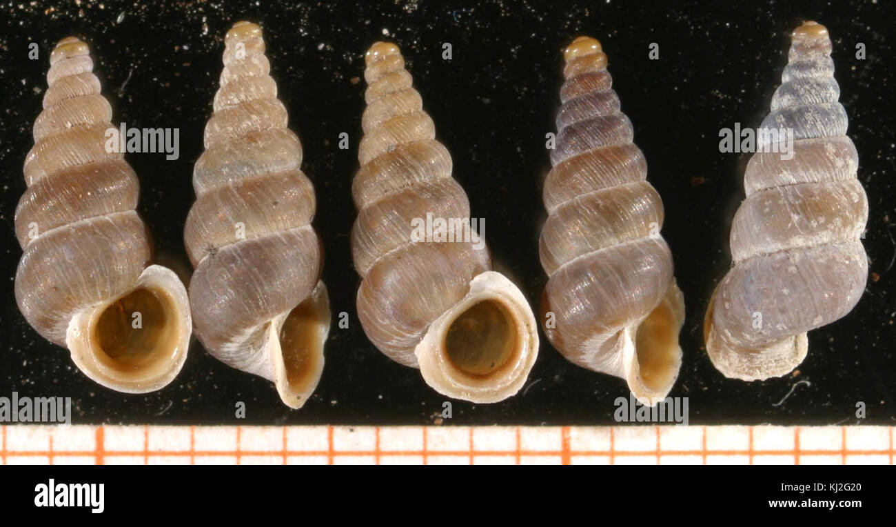 Cochlostoma hi-res stock photography and images - Alamy