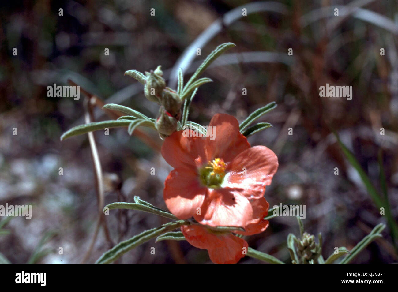 Desert mallow flower Stock Photo - Alamy