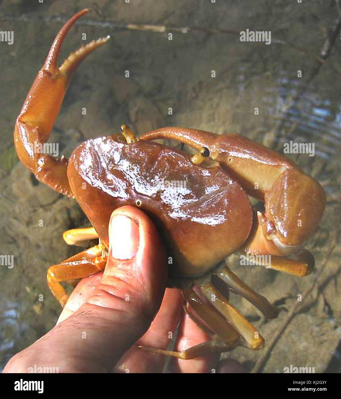 Freshwater crab species hi-res stock photography and images - Alamy