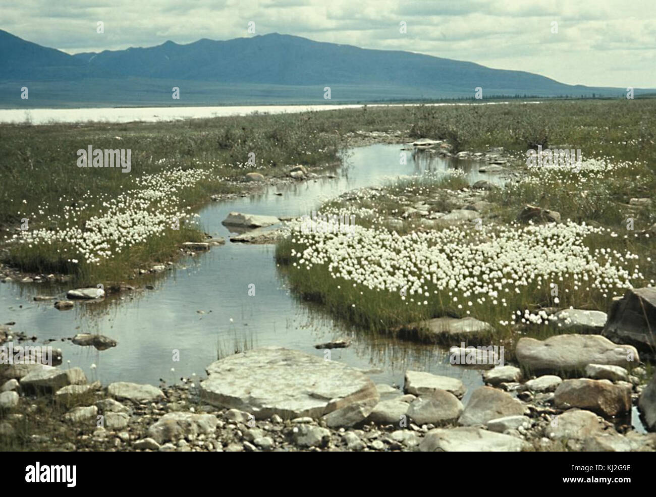 Cottongrass along the upper coleen river Stock Photo - Alamy