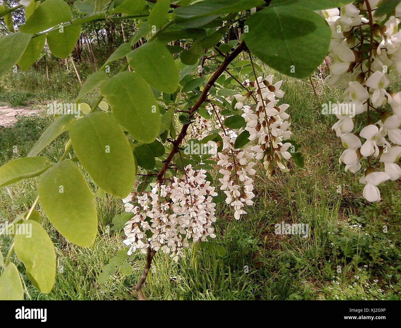 This image features a flowered wild acacia tree blooming in a park ...