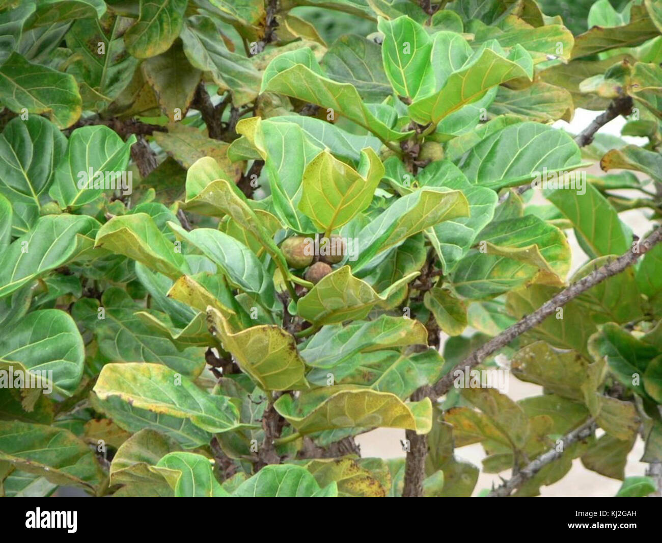 Illustration figs fig tree hi-res stock photography and images - Alamy