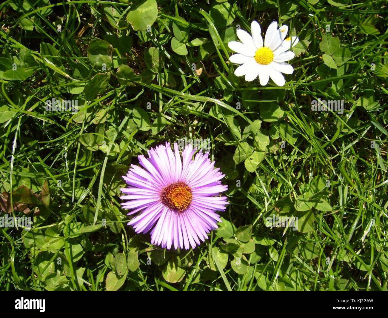 Tactile plant surface hi-res stock photography and images - Alamy