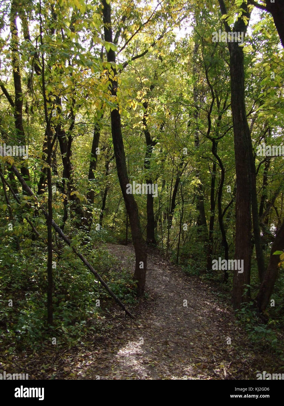 Forest after rain Stock Photo - Alamy