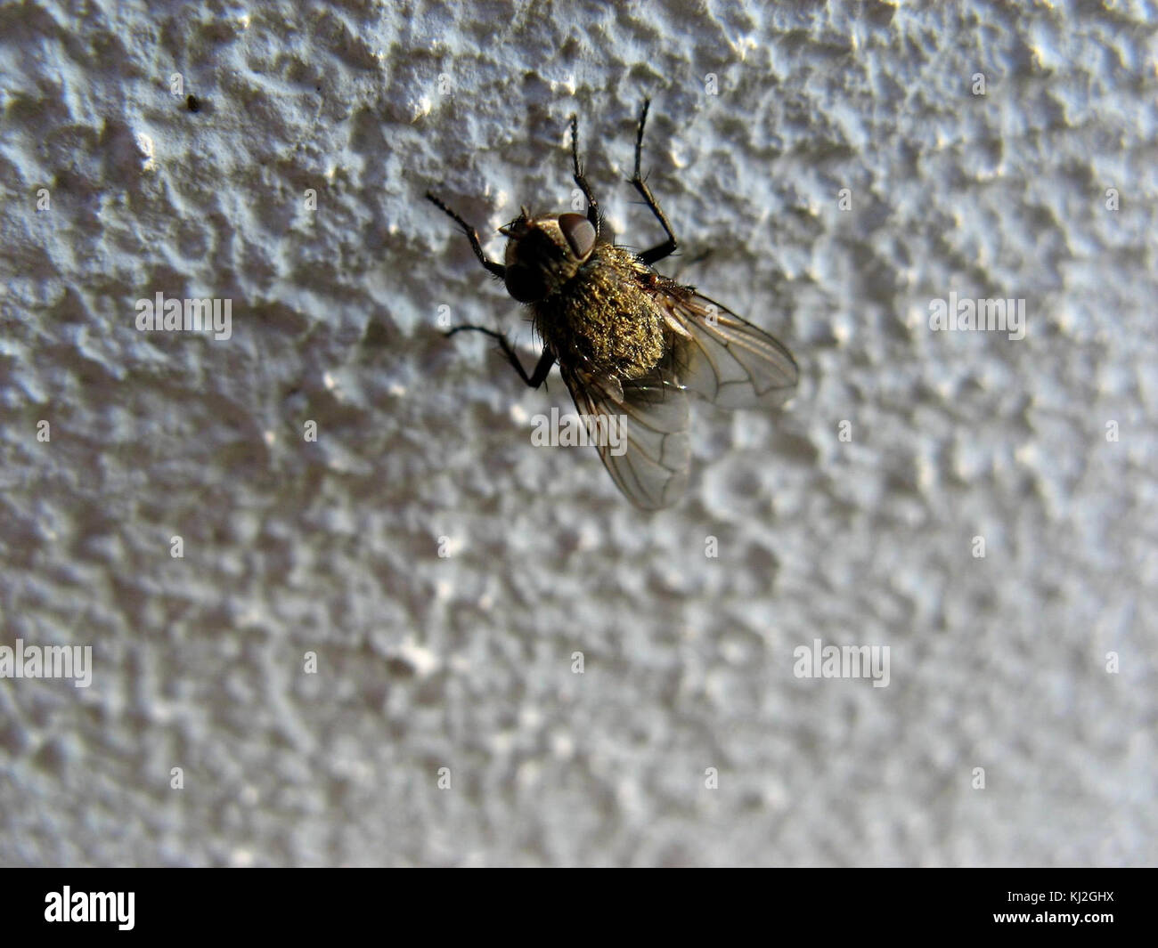 Fly on the wall Stock Photo - Alamy