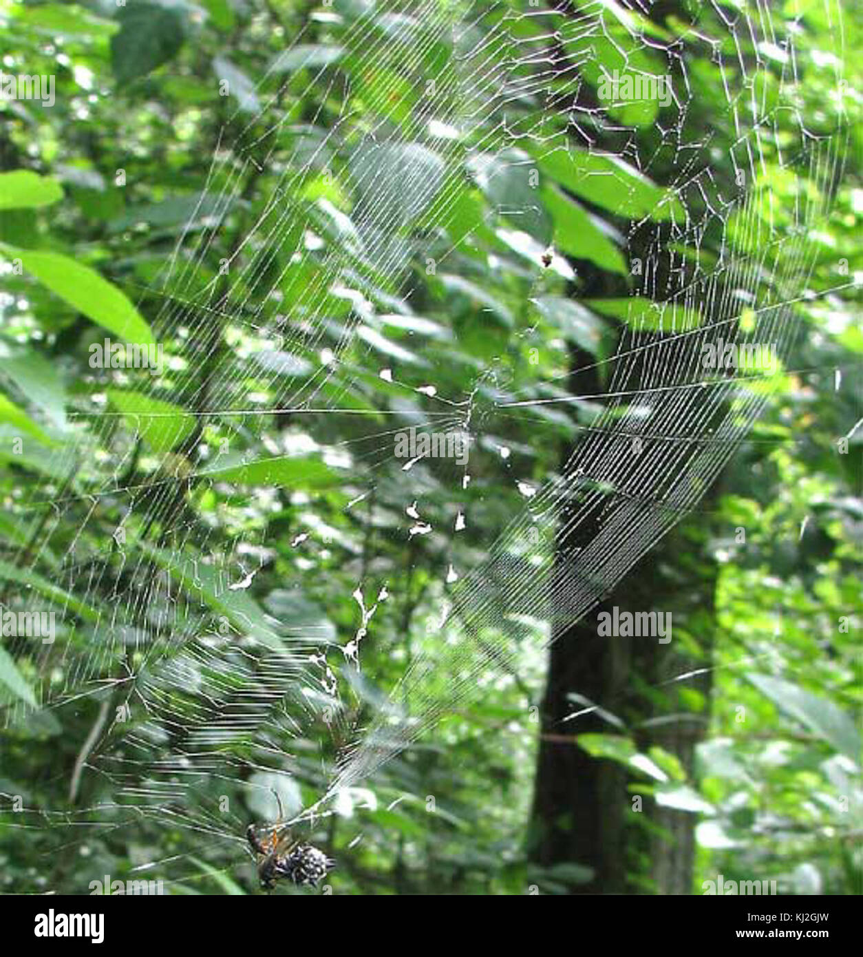 Gasteracantha species hi-res stock photography and images - Alamy