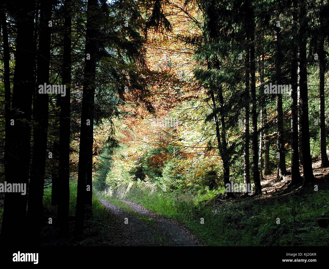 A narrow, dark forest road surrounded by dense trees, creating a ...