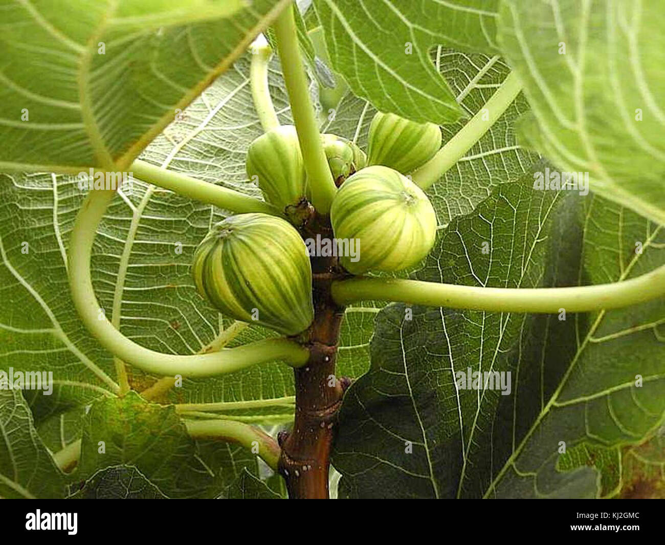 Figs illustration leaves hi-res stock photography and images - Alamy