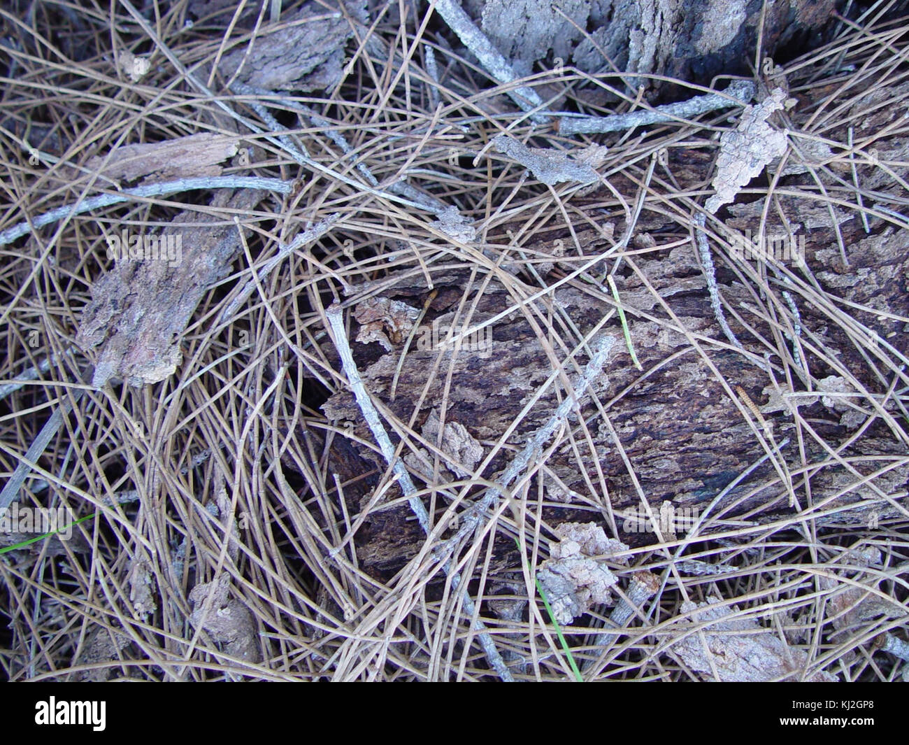 A scientific description of forest soil, focusing on its composition ...