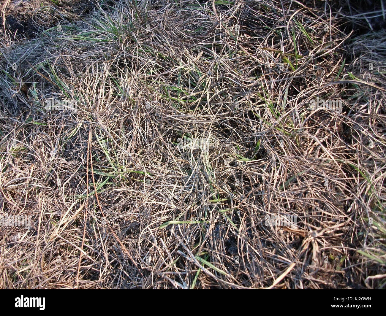 Ground with long grass mostly dead sand and mud Stock Photo - Alamy