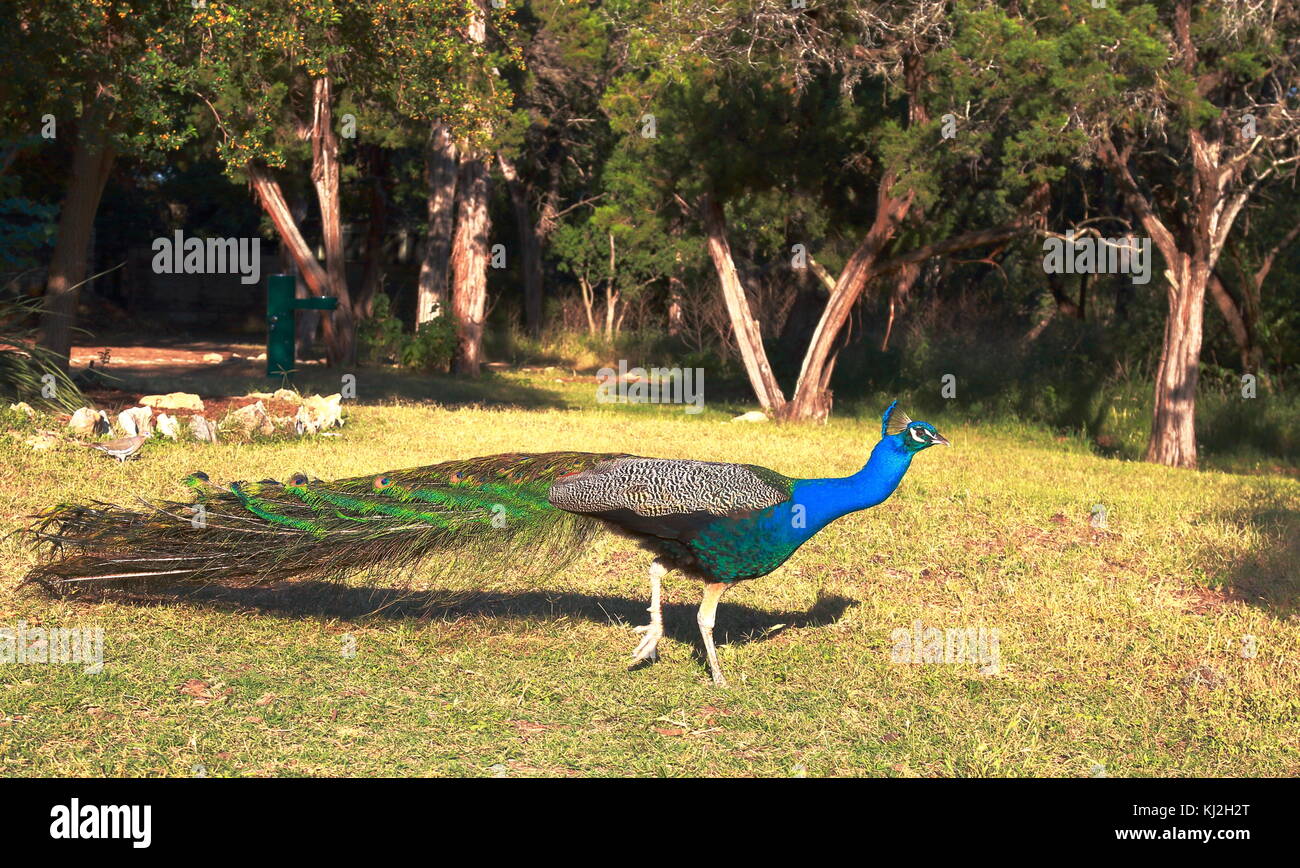 Beautiful peacock hiding in park hi-res stock photography and images ...