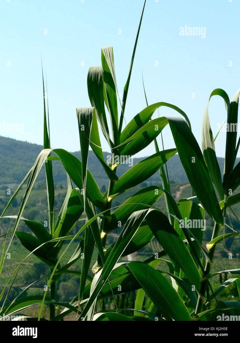 Green leaves corn field Stock Photo - Alamy