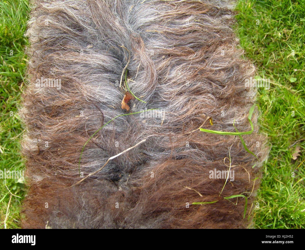 Grey horned heath sheep back Stock Photo - Alamy