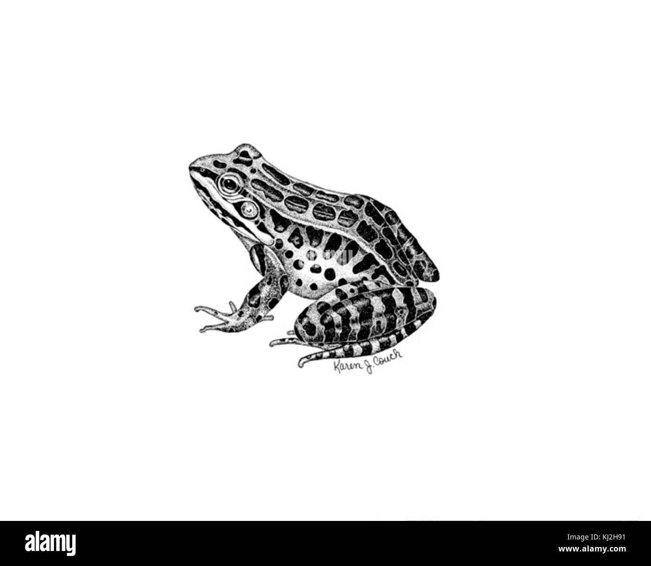 Aquatic frogs Black and White Stock Photos & Images - Alamy