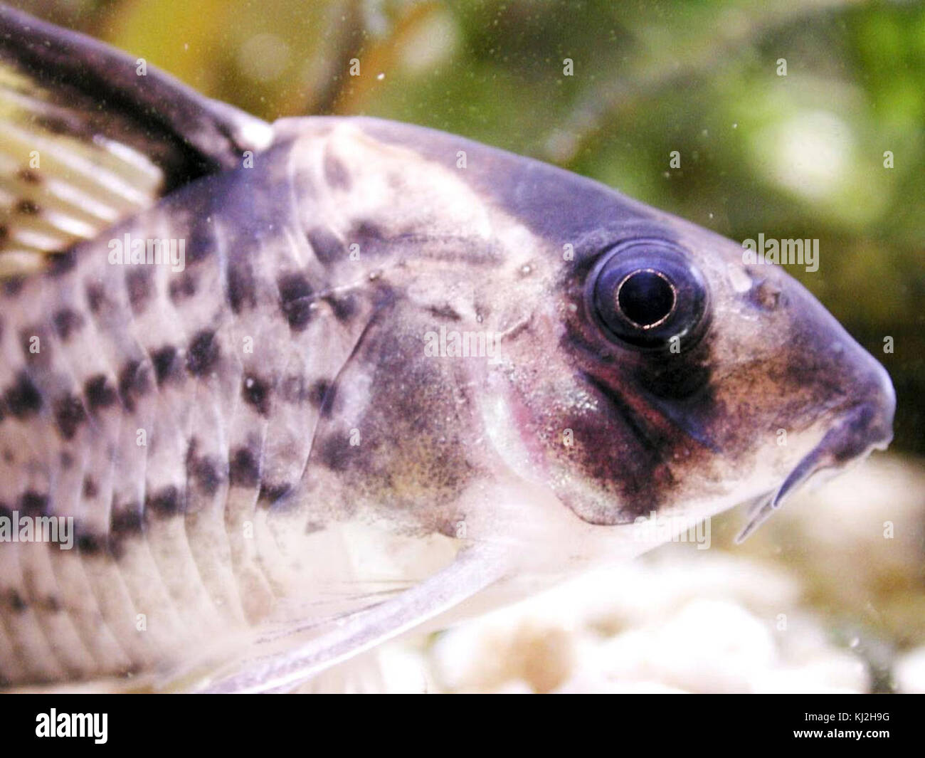 Fish head close up under water Stock Photo - Alamy