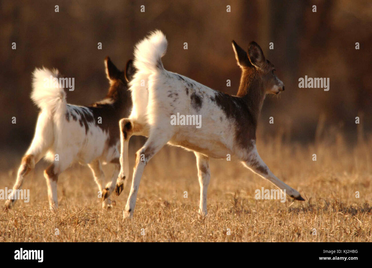 Piebald deer hi-res stock photography and images - Alamy