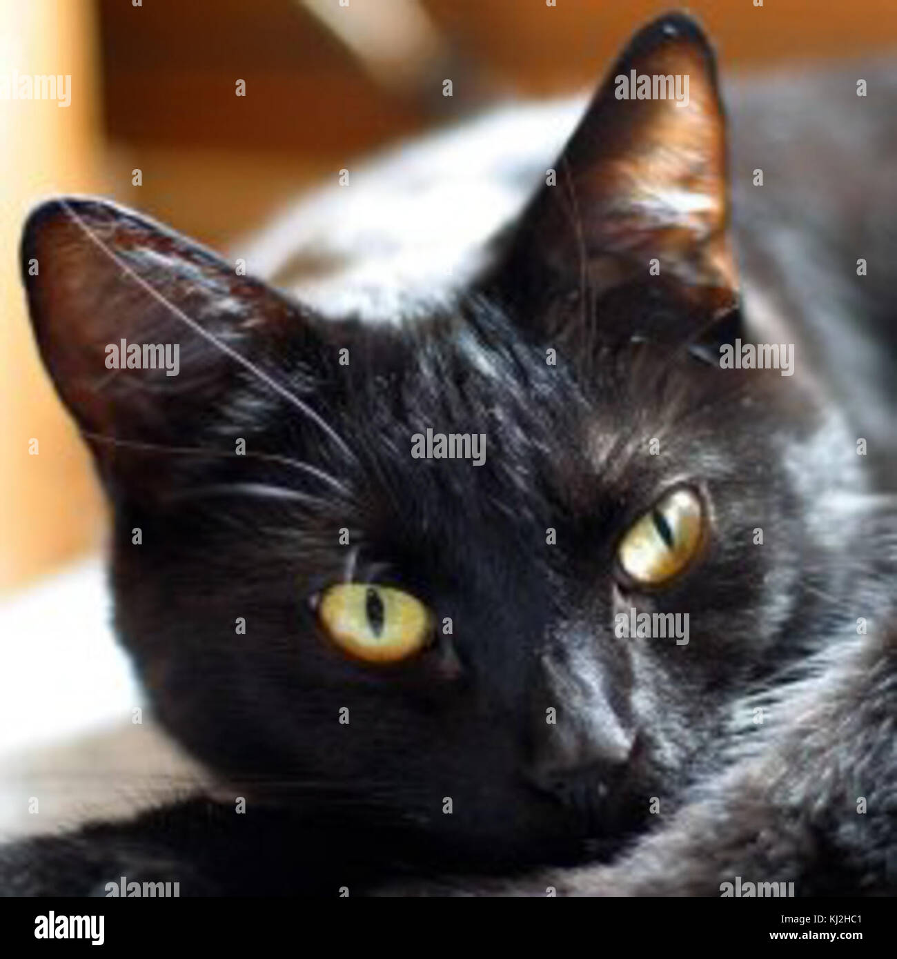 Floyd steinberg hi-res stock photography and images - Alamy