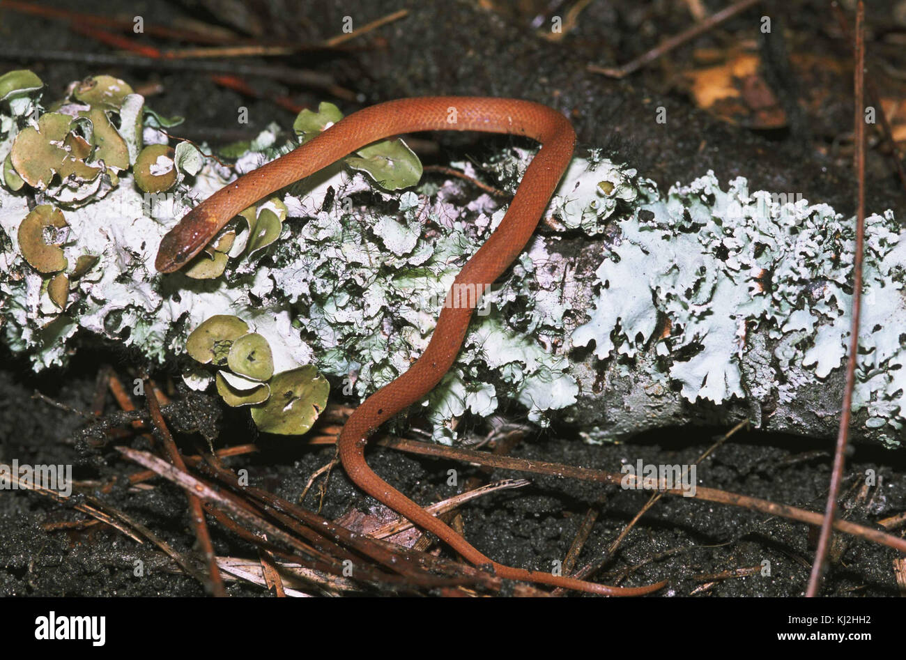 Pine woods snake rhadinaea flavilata on a lichen covered log Stock ...