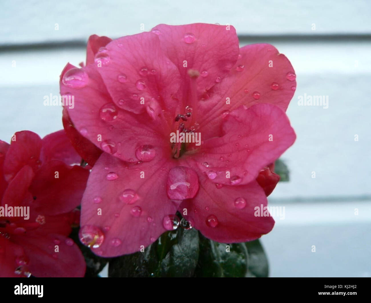 Japanese azalea flower Stock Photo - Alamy
