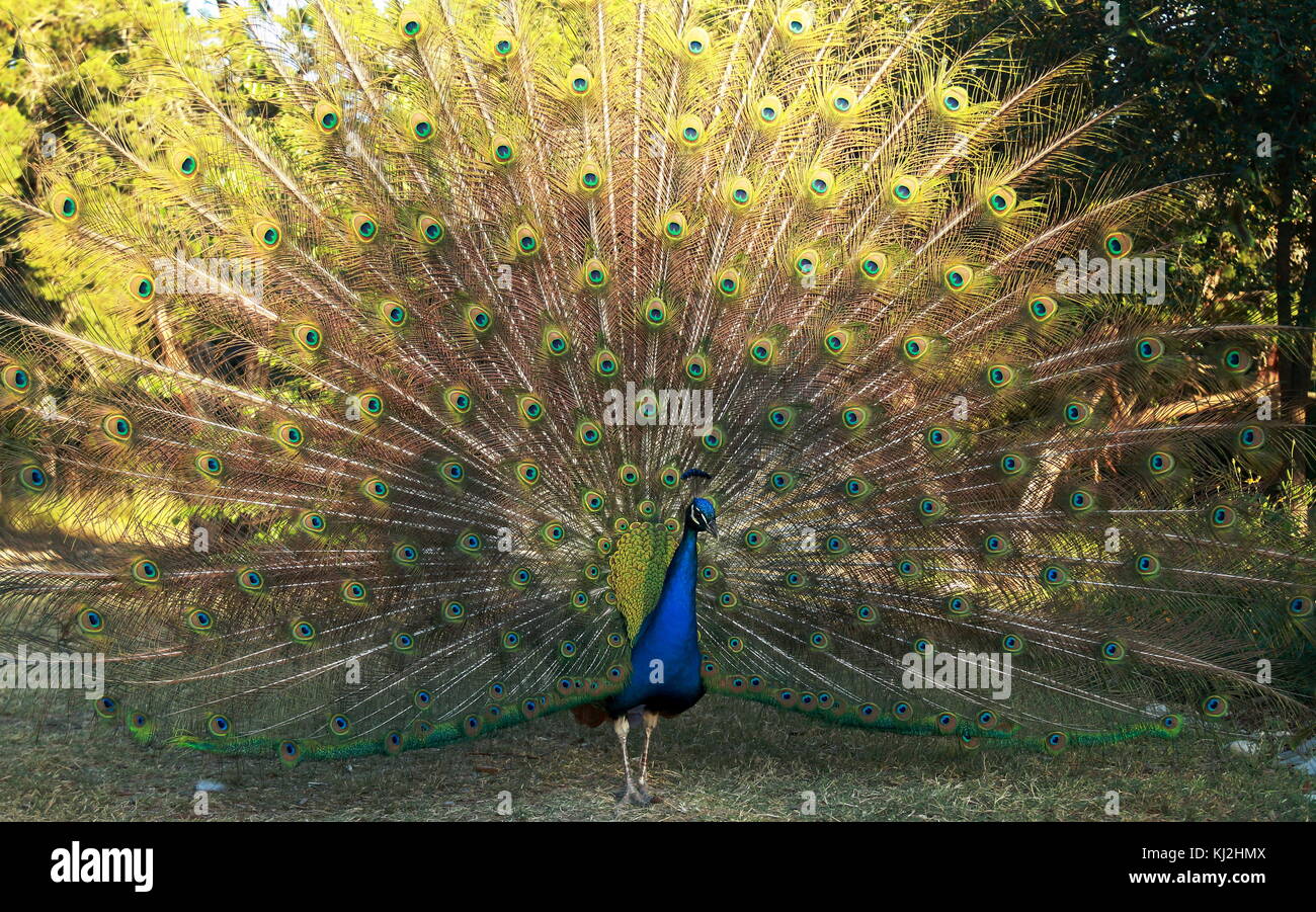 Beautiful peacock displaying its plumage. The photo was taken in ...