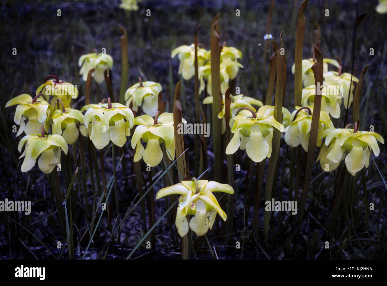 Pitcher plants flowering sarracenia alata Stock Photo - Alamy