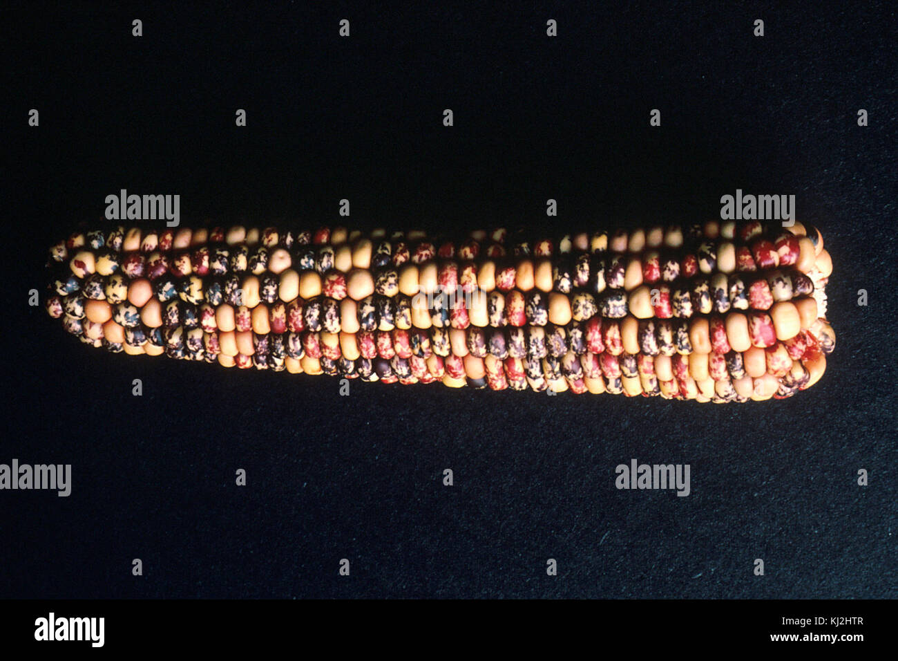 Genetic history hi-res stock photography and images - Alamy