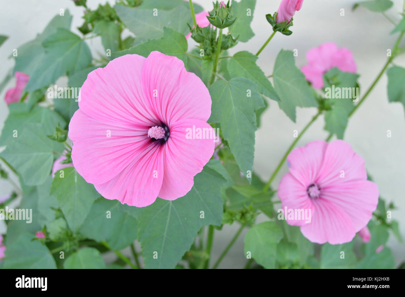 Beautiful pink mallow in the garden in summer Stock Photo - Alamy
