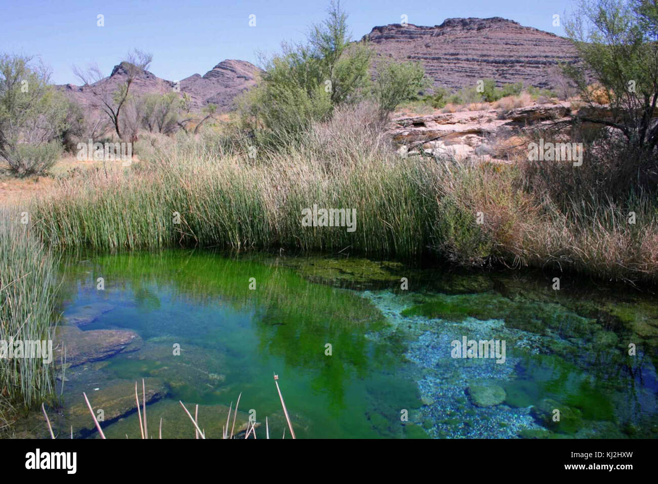 Point of rocks springs Kings pool on ash meadows Stock Photo - Alamy