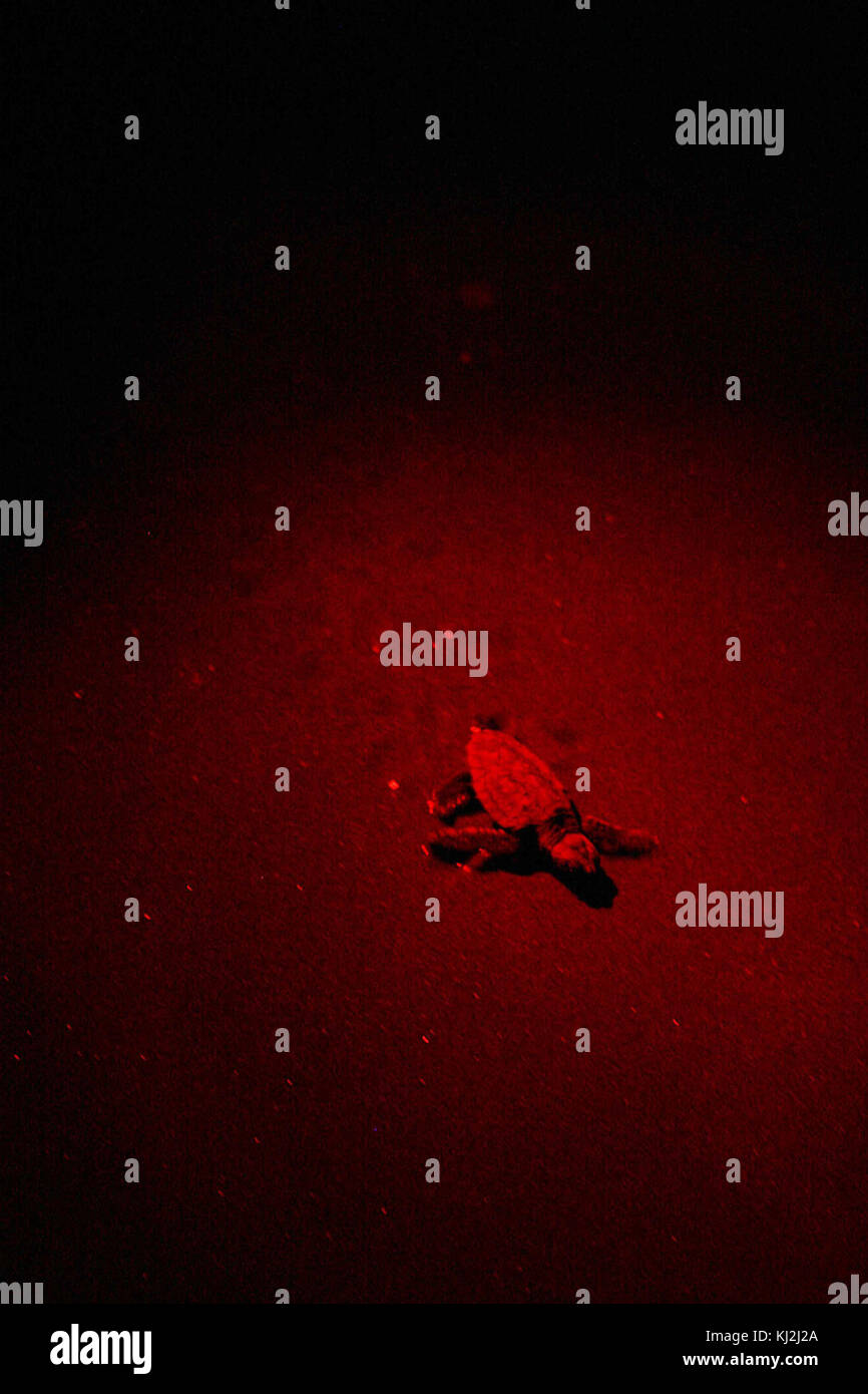 Baby loggerhead turtle under ultra red light Stock Photo - Alamy