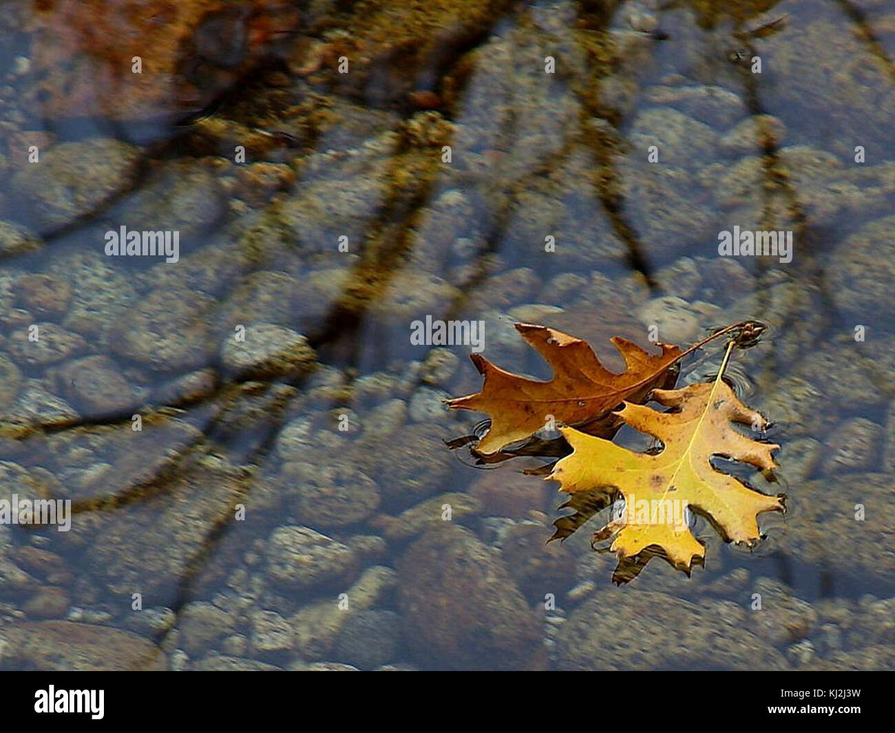 Leaf leaves streams water reflections Stock Photo - Alamy