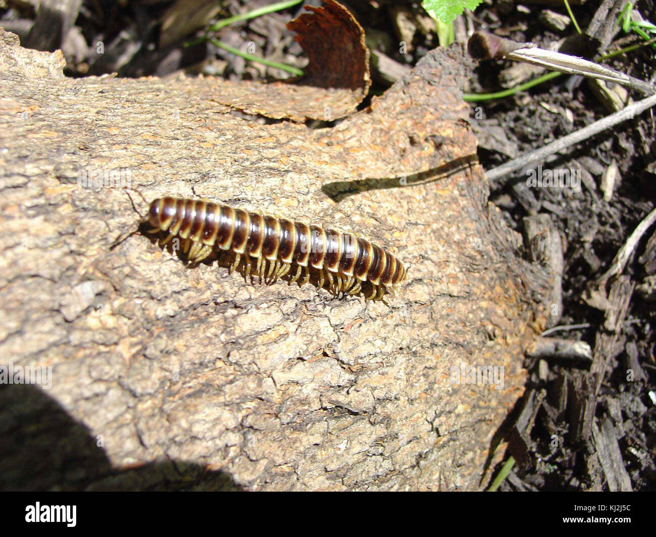 Millipede on tree bark hi-res stock photography and images - Alamy