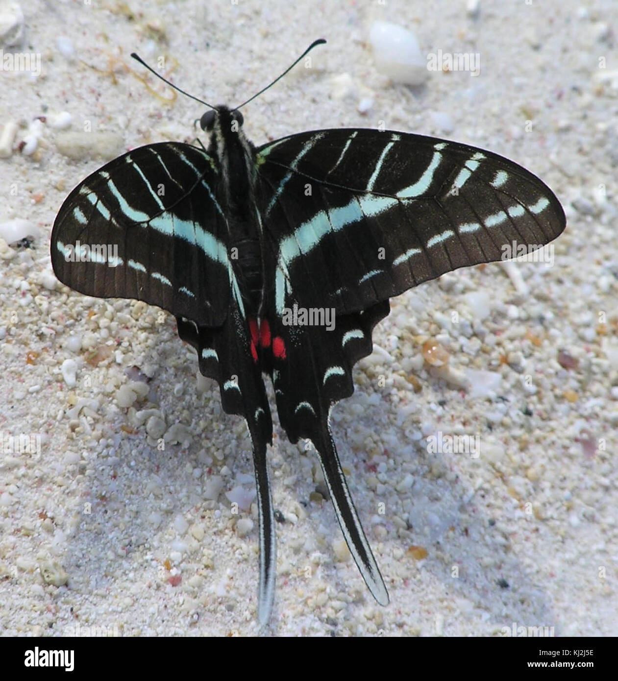 Protographium hi-res stock photography and images - Alamy