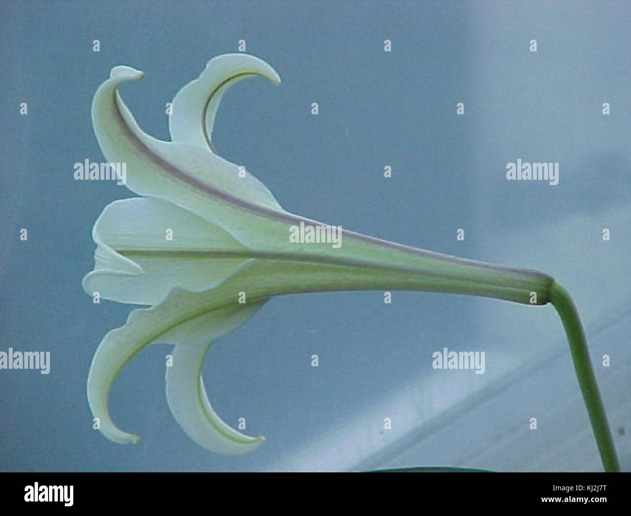 An image of Lilium philippinense, a species of lily native to the ...