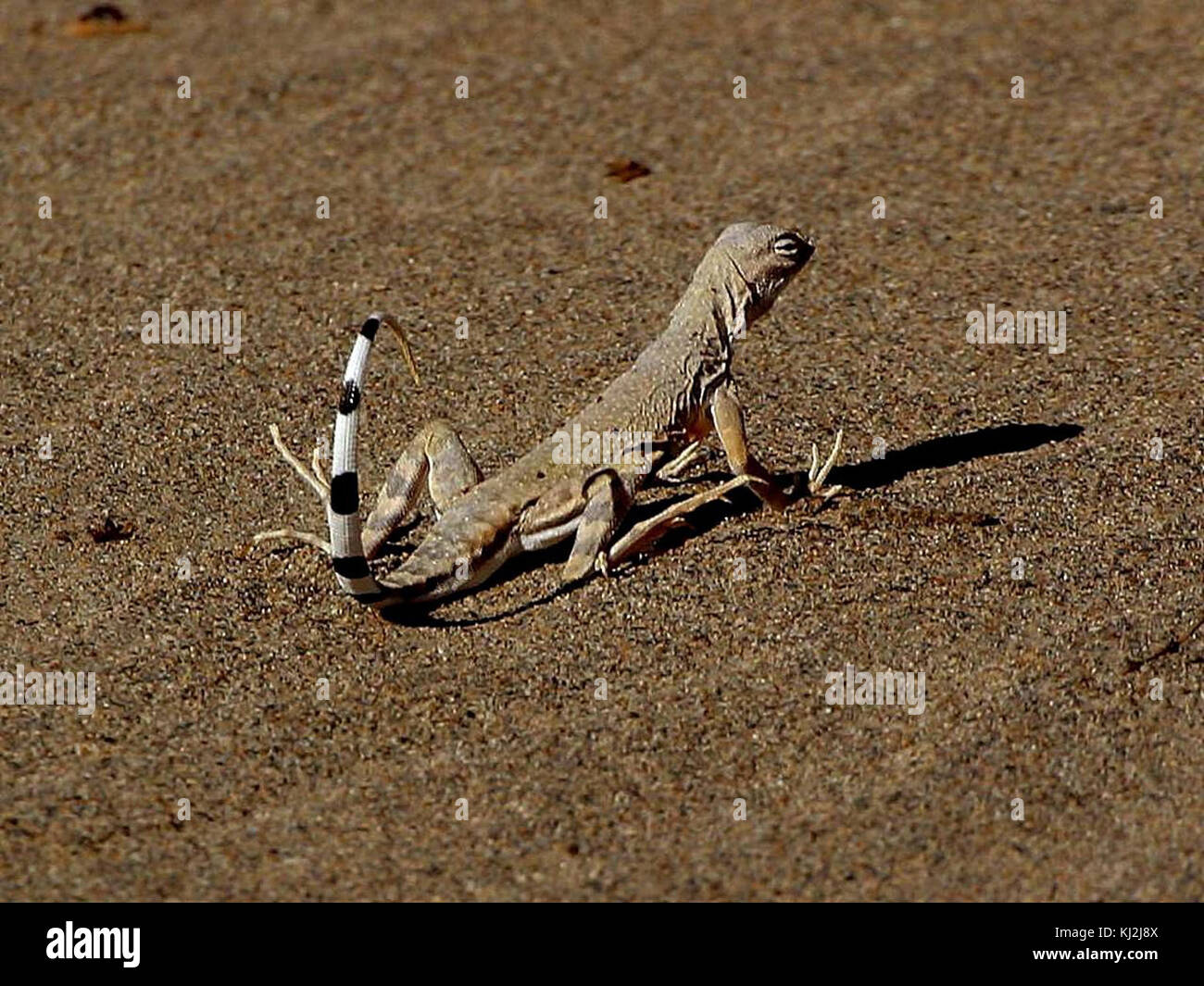 Lizards sandy reptiles Stock Photo - Alamy