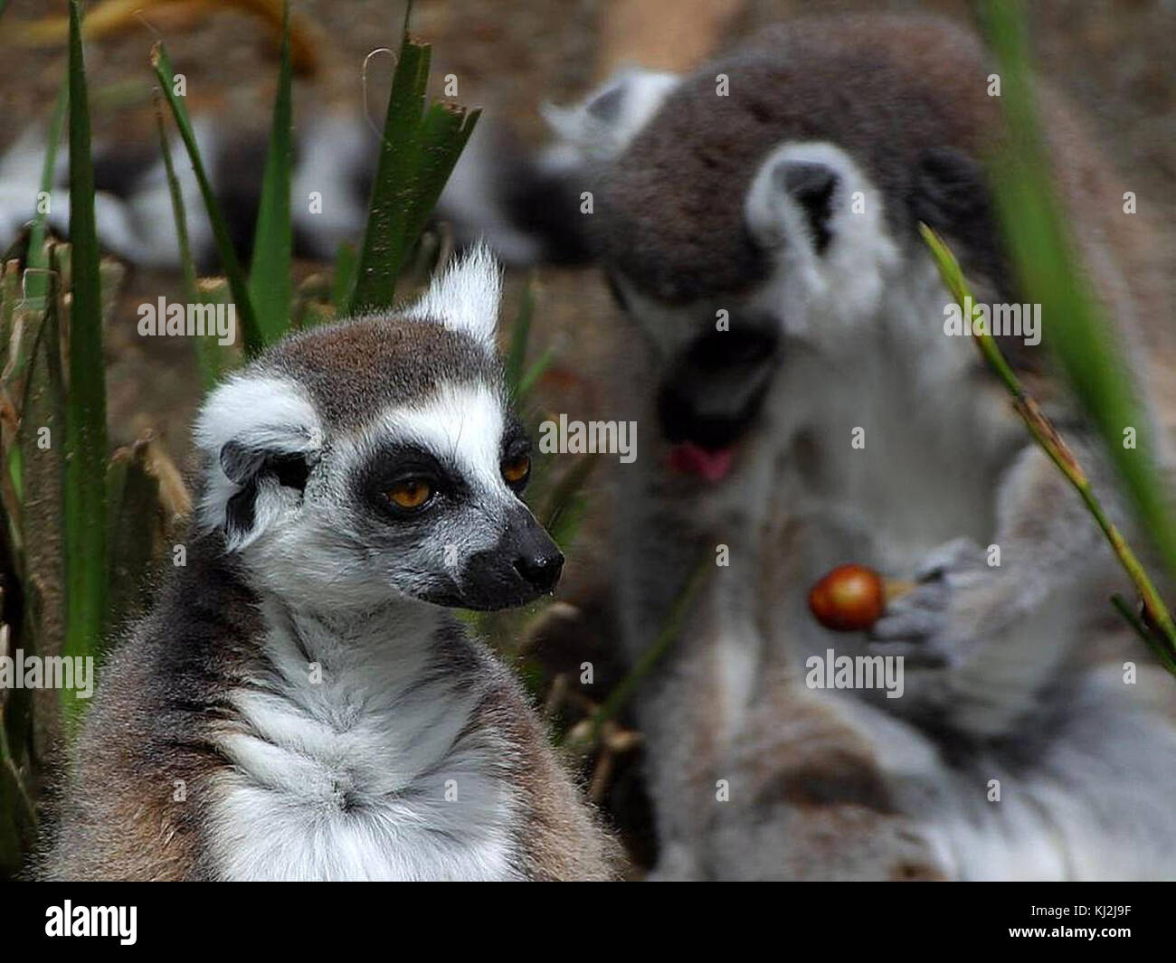 Lemurs in research hi-res stock photography and images - Alamy