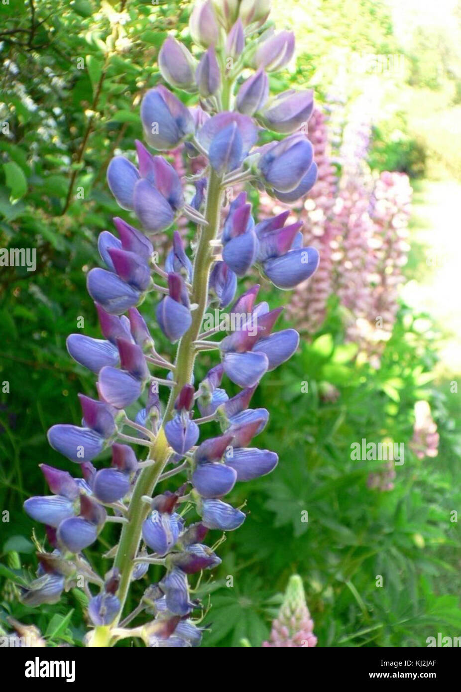 Lupine species hi-res stock photography and images - Alamy