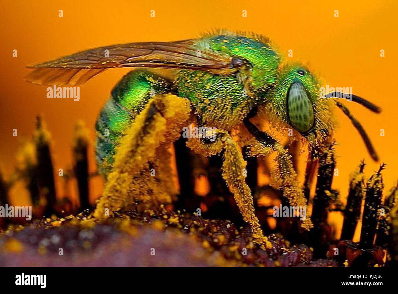 Iridescent green bees Stock Photo - Alamy